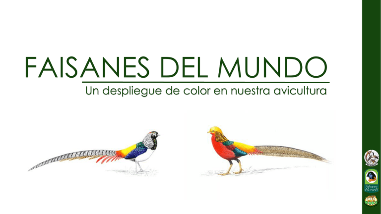 Faisanes del mundo. Un despliegue de color en la avicultura.