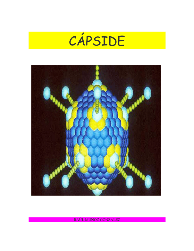 Cápside - WordPress.com