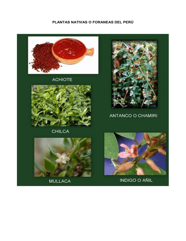 Peruvian Native & Foreign Plants: A Visual Guide