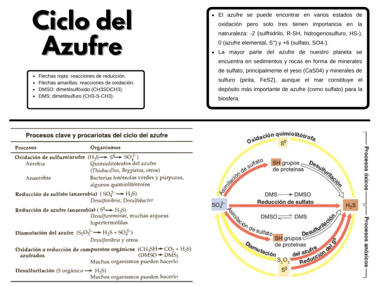Ciclo del Azufre