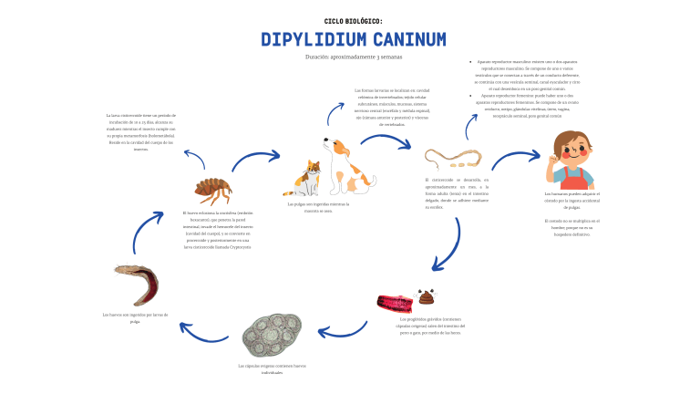 Ciclo Biológico Dipylidium caninum: Diagrama Detallado