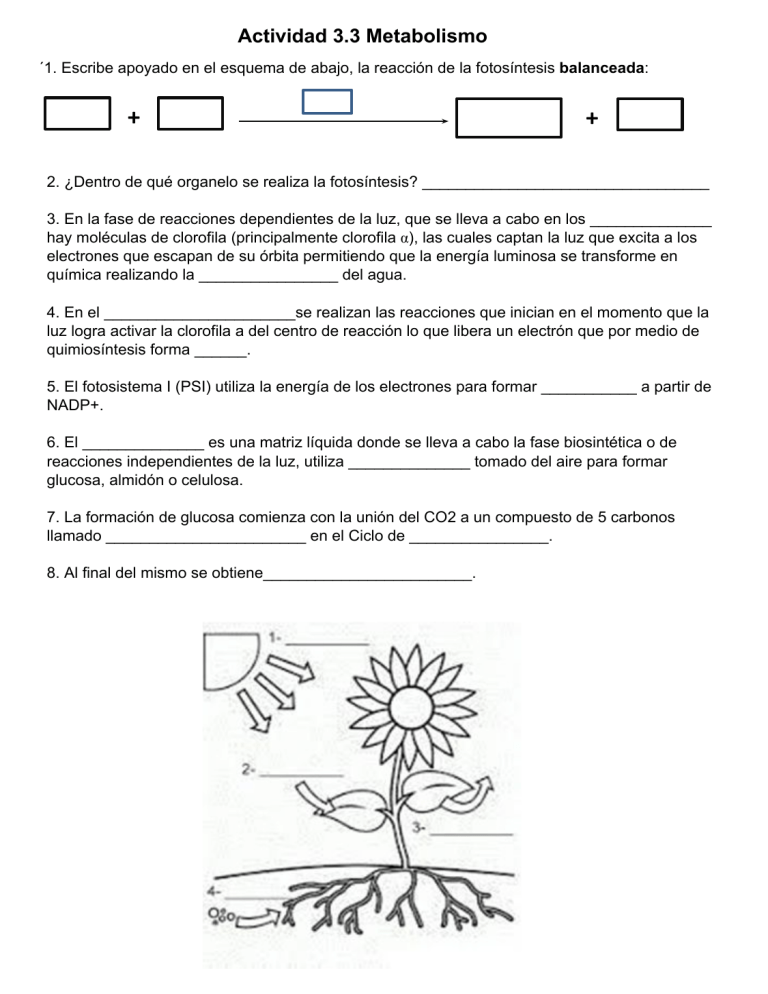 Metabolismo: Fotosíntesis y Respiración Celular