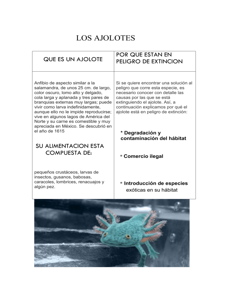 Ajolotes: Descripción, Dieta y Riesgos de Extinción