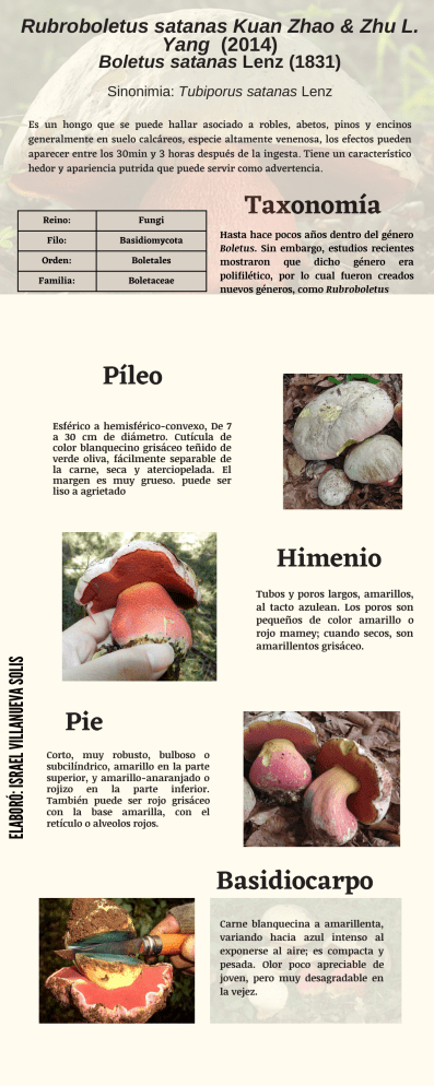 Rubroboletus satanas: Características, Hábitat y Toxicidad