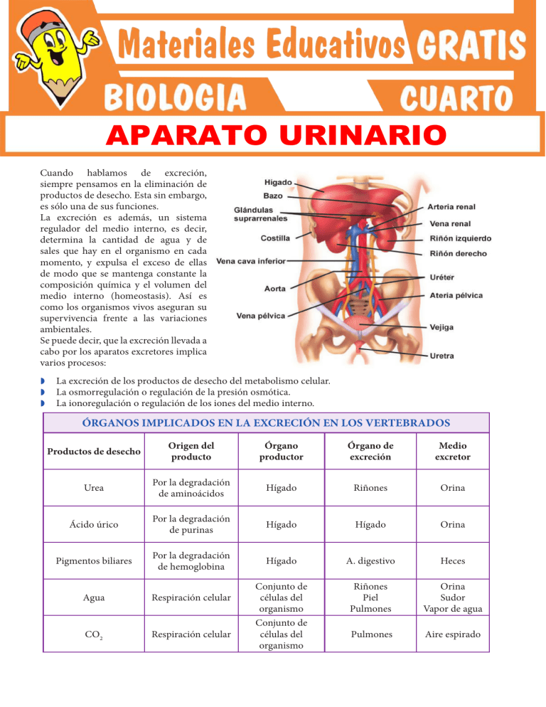 Hoja de Trabajo del Sistema Urinario Humano: Anatomía y Función