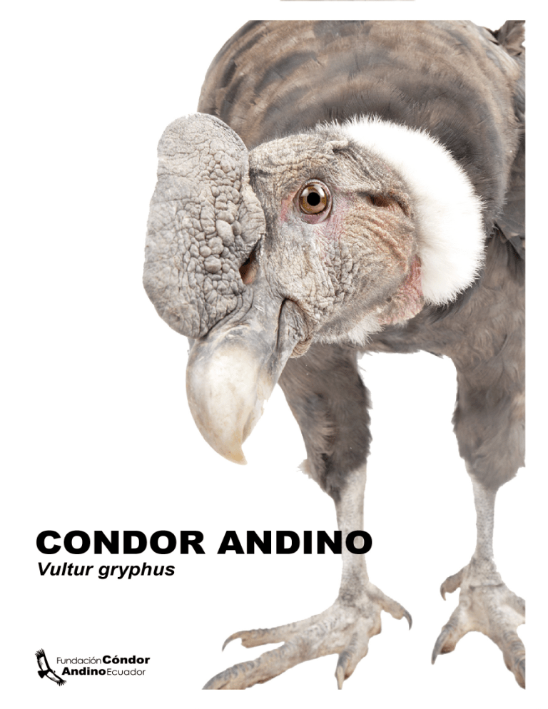 condor