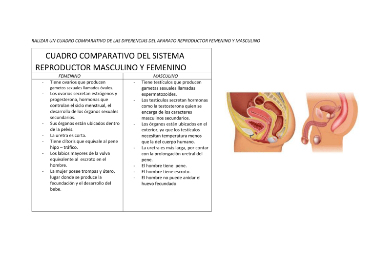 aparato reproductor tarea5