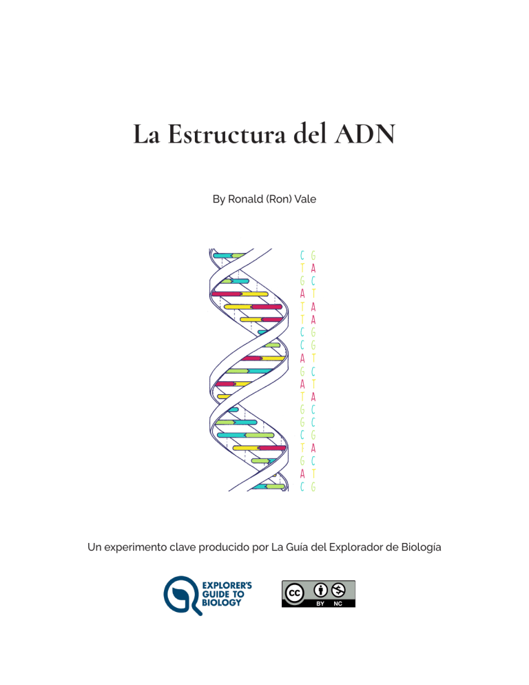 La Estructura del ADN