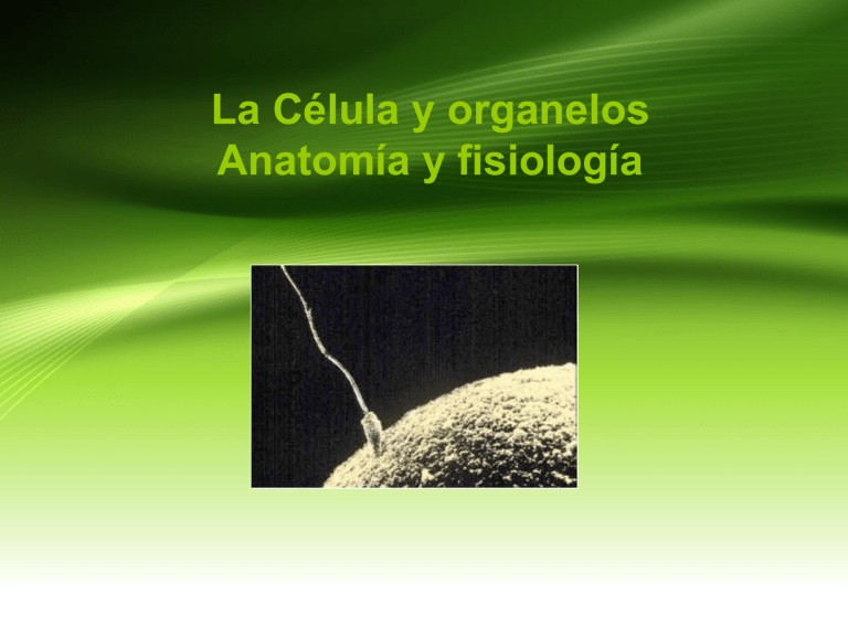 La Célula y sus Orgánulos: Anatomía y Fisiología