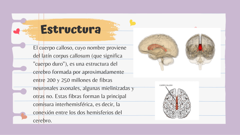 Cuerpo Calloso: Estructura, Función y Enfermedades
