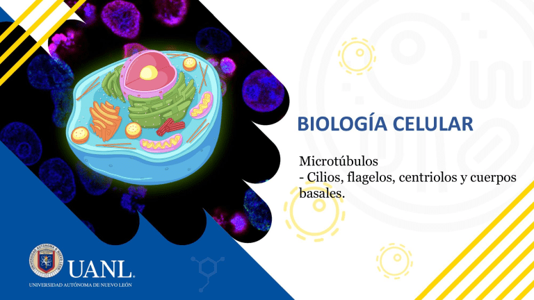 Microtúbulos, Cilios y Flagelos: Biología Celular